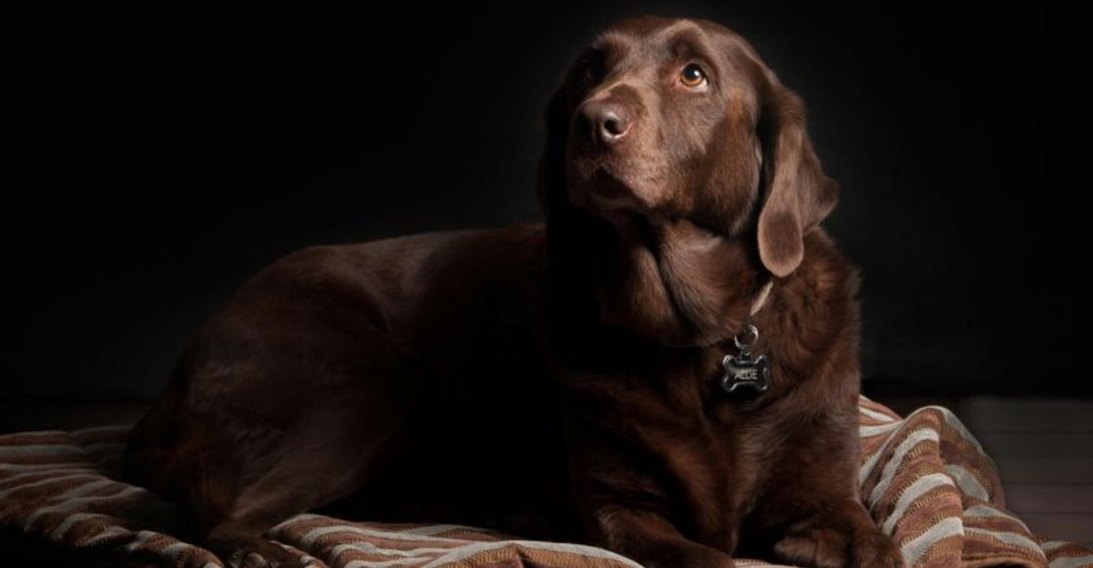 If you want a deep bond, these 14 emotionally intelligent breeds stand out