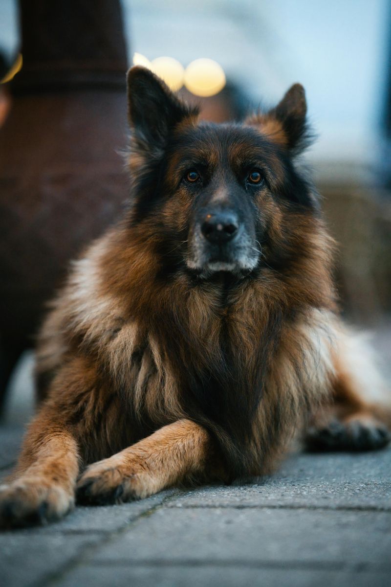 Looking for a guard dog? These 12 breeds are among the best for home ...