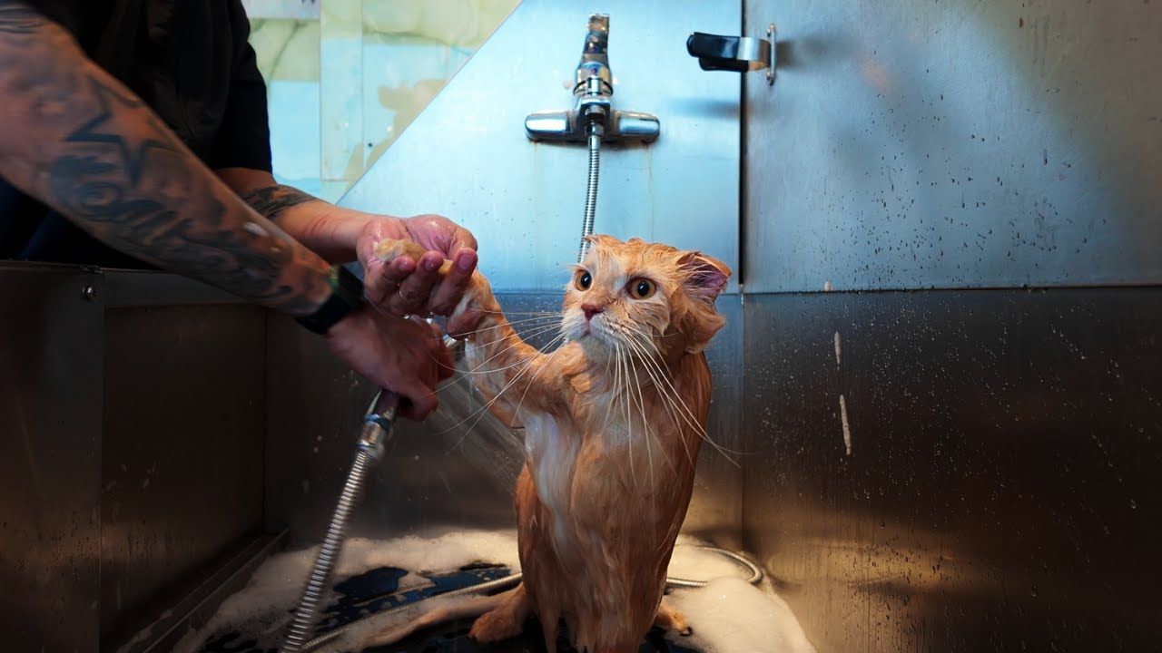 Cappuccino’s grooming session