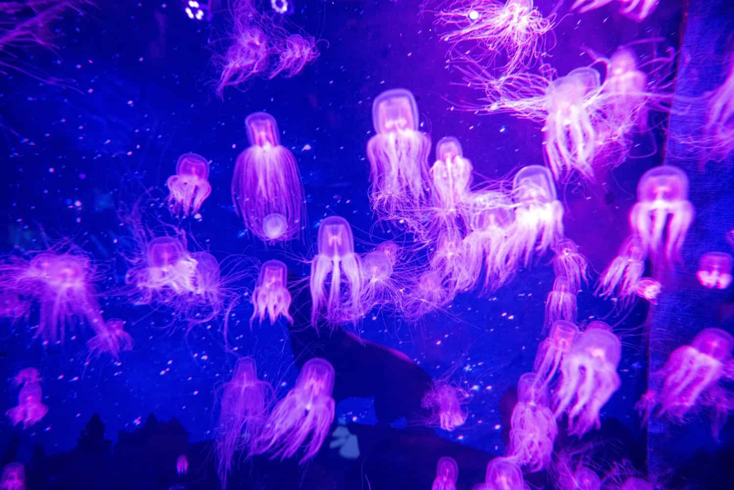 Nature’s transparent animals look unreal