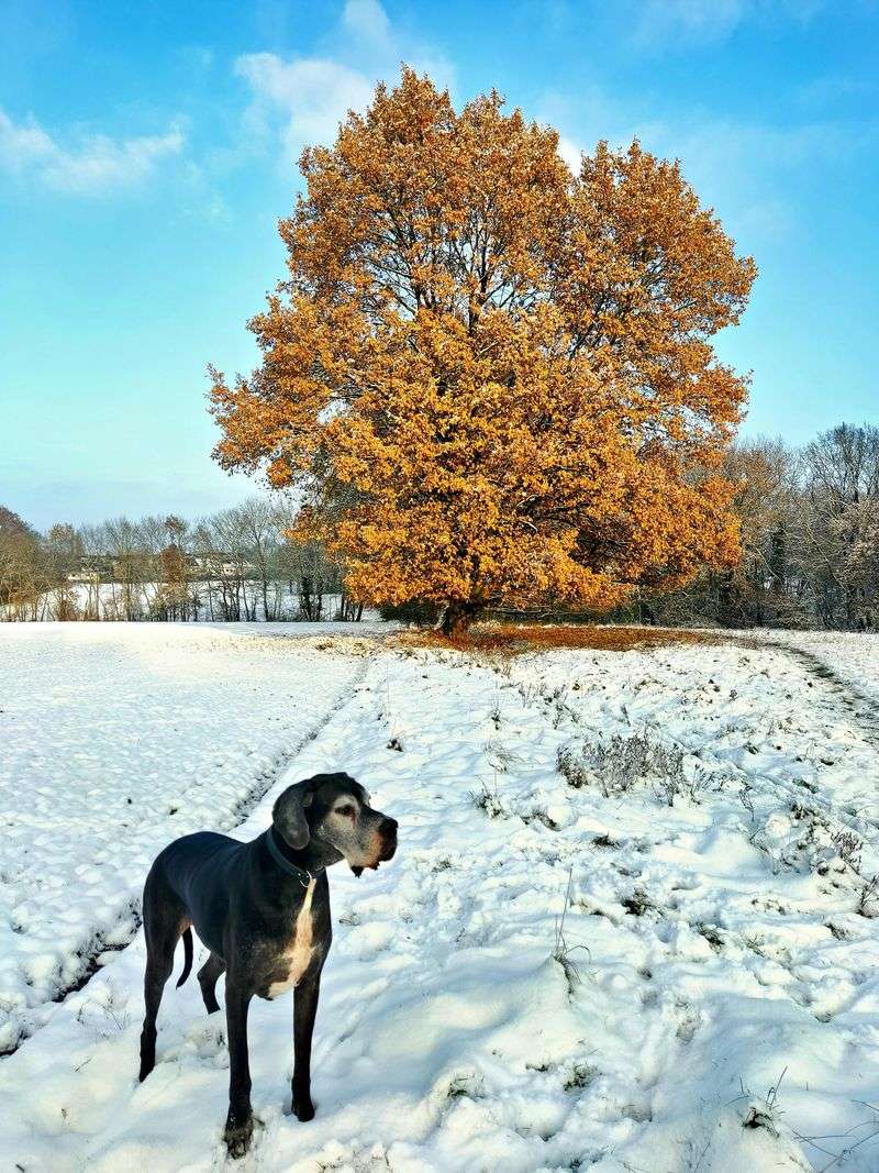 Meet 12 massive dog breeds that tower above the rest