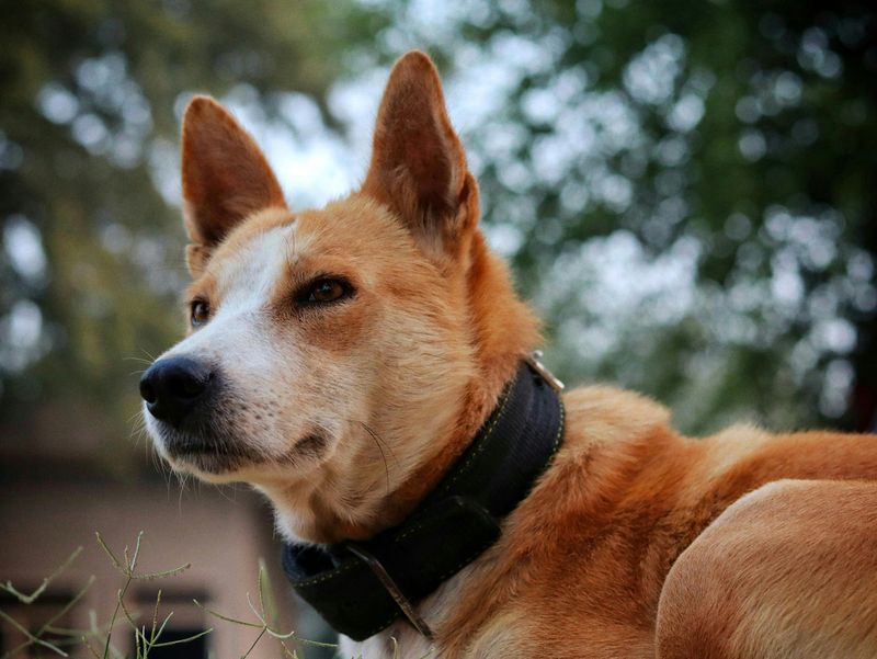 Not all dogs love cuddles – these 15 breeds are the least affectionate