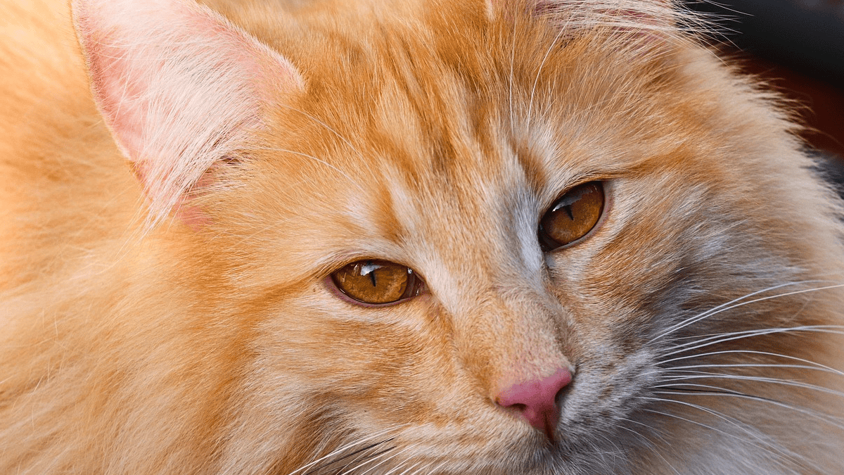 8 signs your cat has chosen you as their favorite person in the family ...