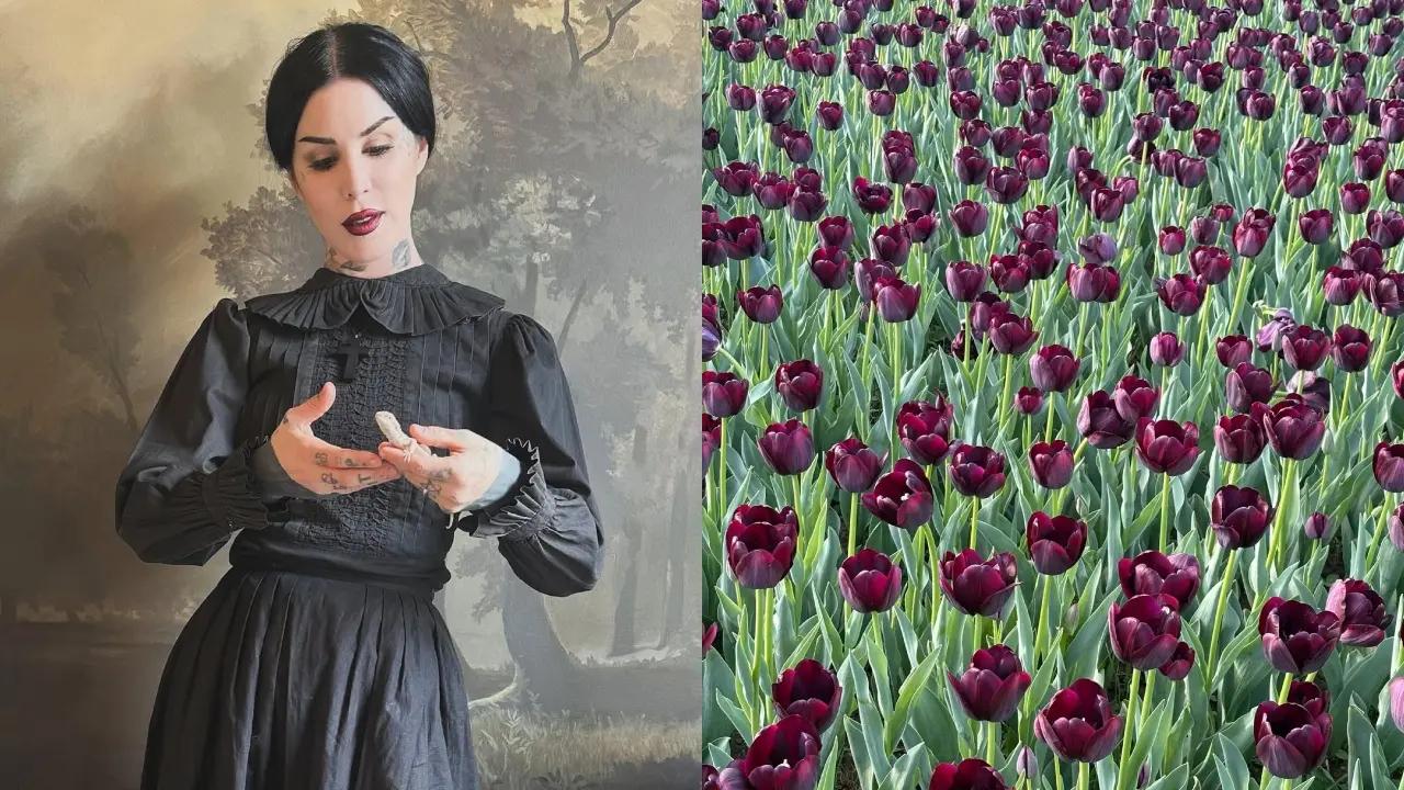 Free and open to all: Kat Von D’s black tulip field returns with 15,000 ...