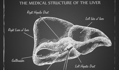 Liver function, failure and disease