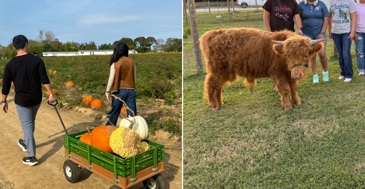 This New York family farm is packed with animal encounters and all-day fun