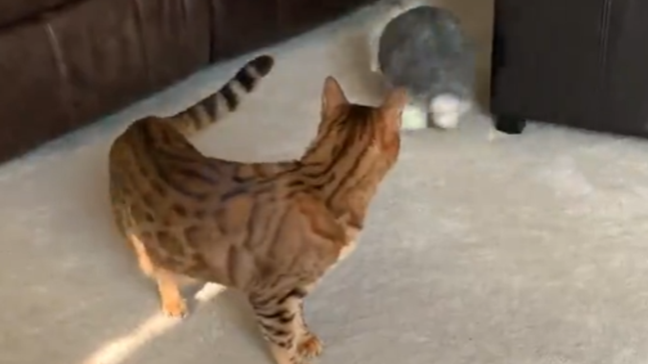 Bunny and cat play together