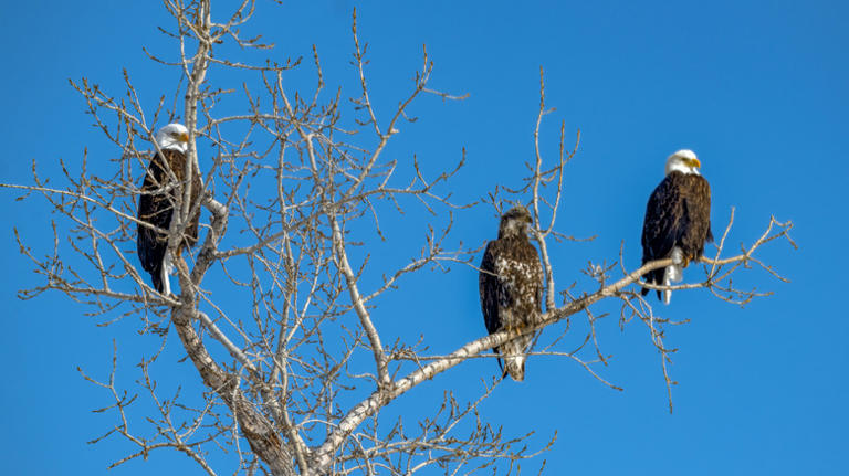National parks where you're most likely to see a bald eagle
