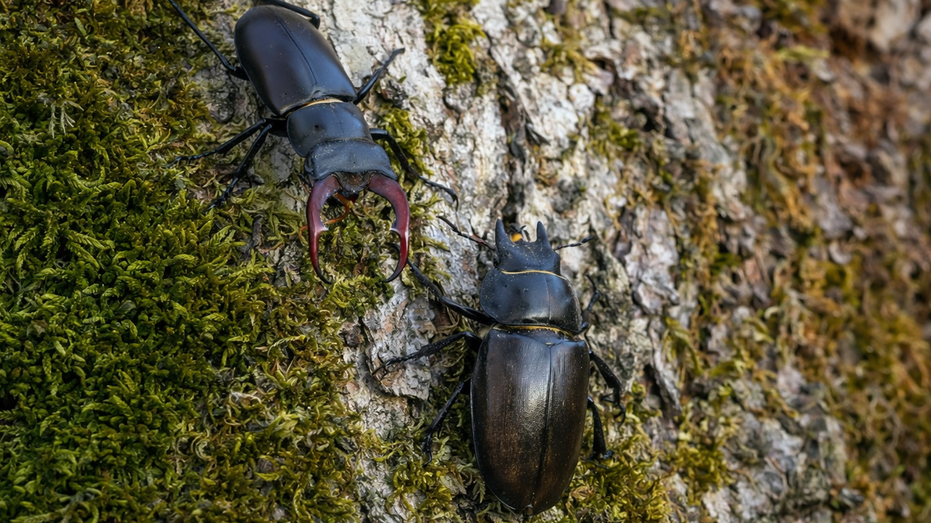 Close-up wildlife video of stag beetles on bark surface