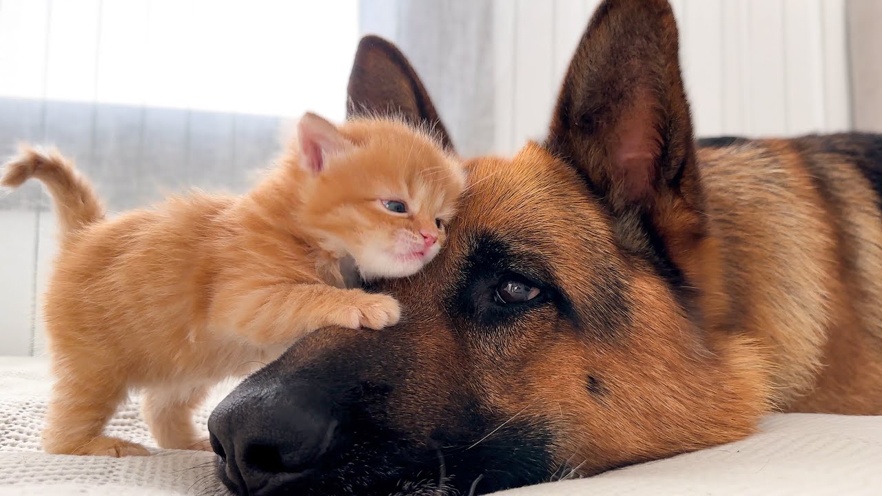 Kitten thinks German shepherd is its new best friend