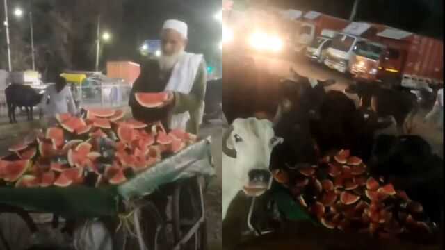Muslim fruit vendor feeds watermelons to street cows in heartwarming video