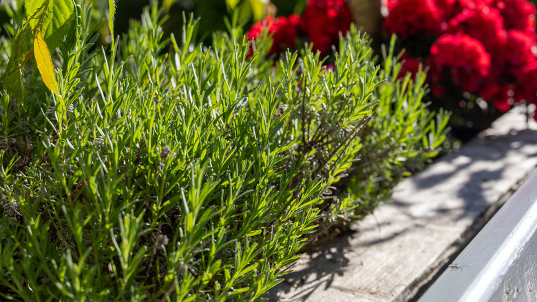 12 popular herbs make the perfect filler plants for your garden
