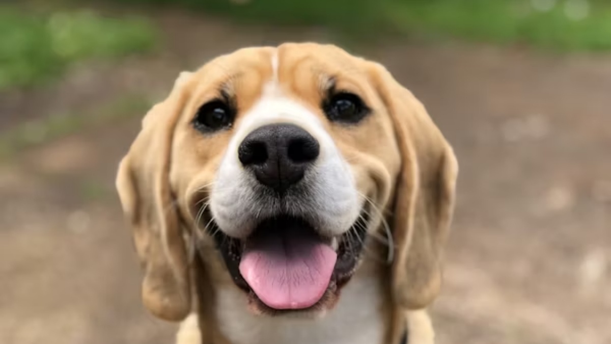 10 signs your dog is in love with you (and shows it every day)