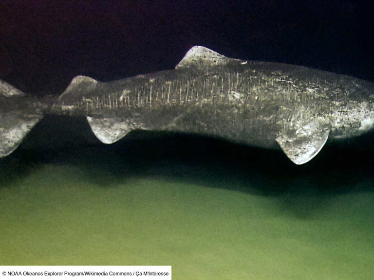 Requin du Groenland : pourquoi cet animal attend 150 ans avant de se ...