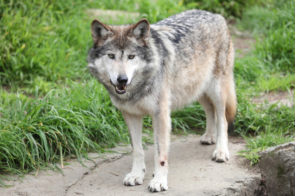 Endangered gray wolf from SF Zoo heads to New Mexico for conservation ...