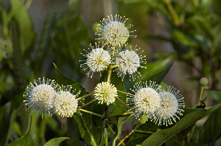 This low-maintenance shrub is the secret to attracting more butterflies ...