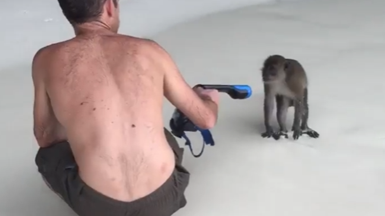 Monkeys chase woman in beach encounter