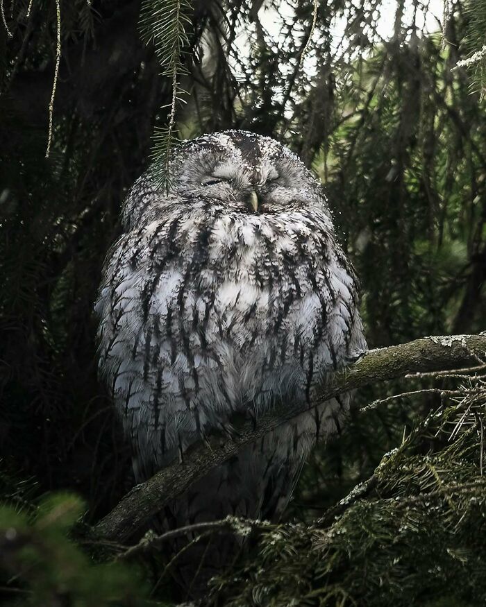 39 close-up wildlife images that reveal nature’s beauty