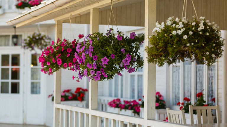 Turn an old tomato can into the cutest hanging planter for your porch