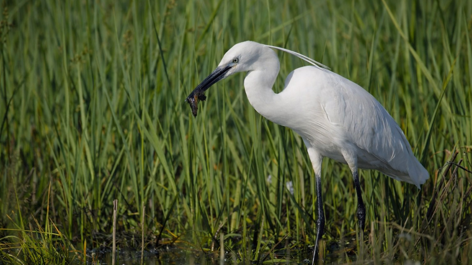Hunting egret in wet grass - captured by hidden camera