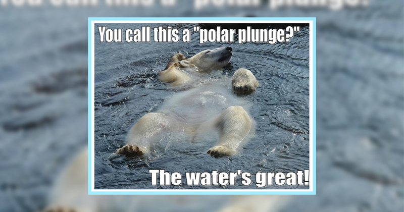 23 wonderfully distracting animal memes for hoomans who want less work