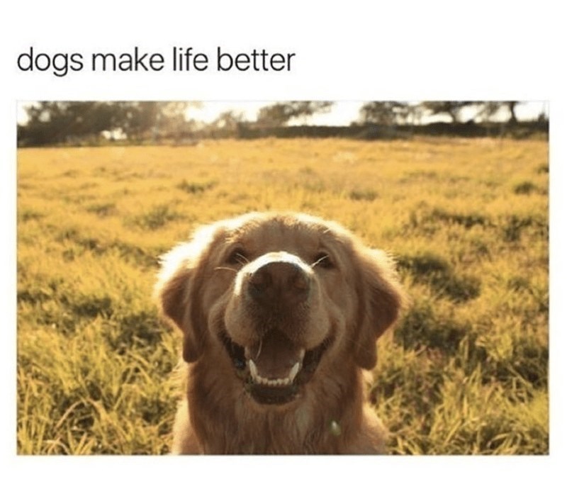 23 wonderfully distracting animal memes for hoomans who want less work