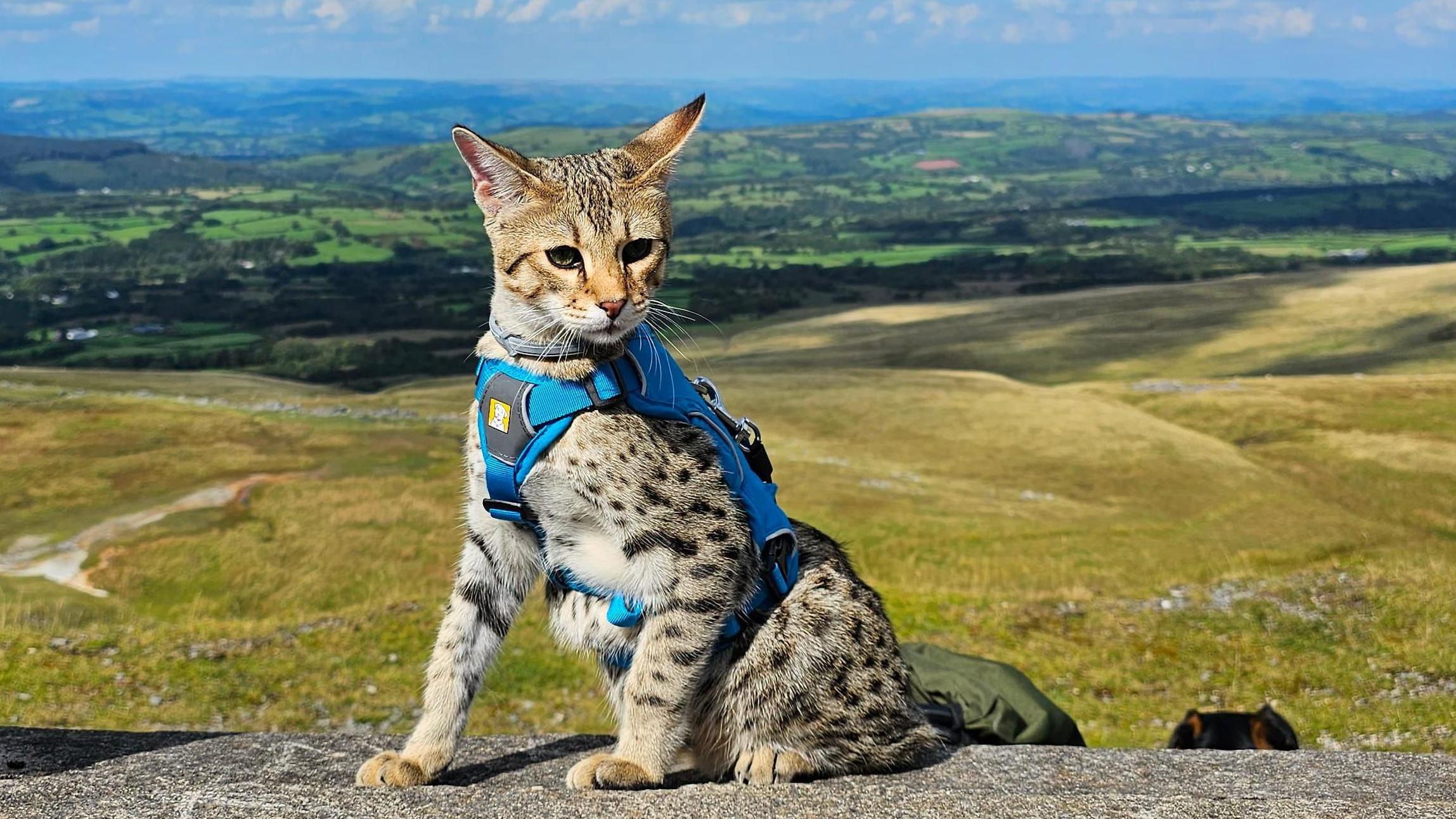 Gatos gostam de ser levados para passear ou isso é apenas um capricho ...