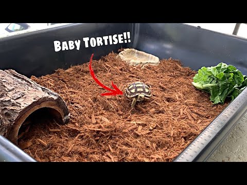My baby tortoise gets new home!