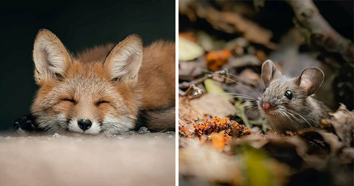 39 close-up wildlife images that reveal nature’s beauty
