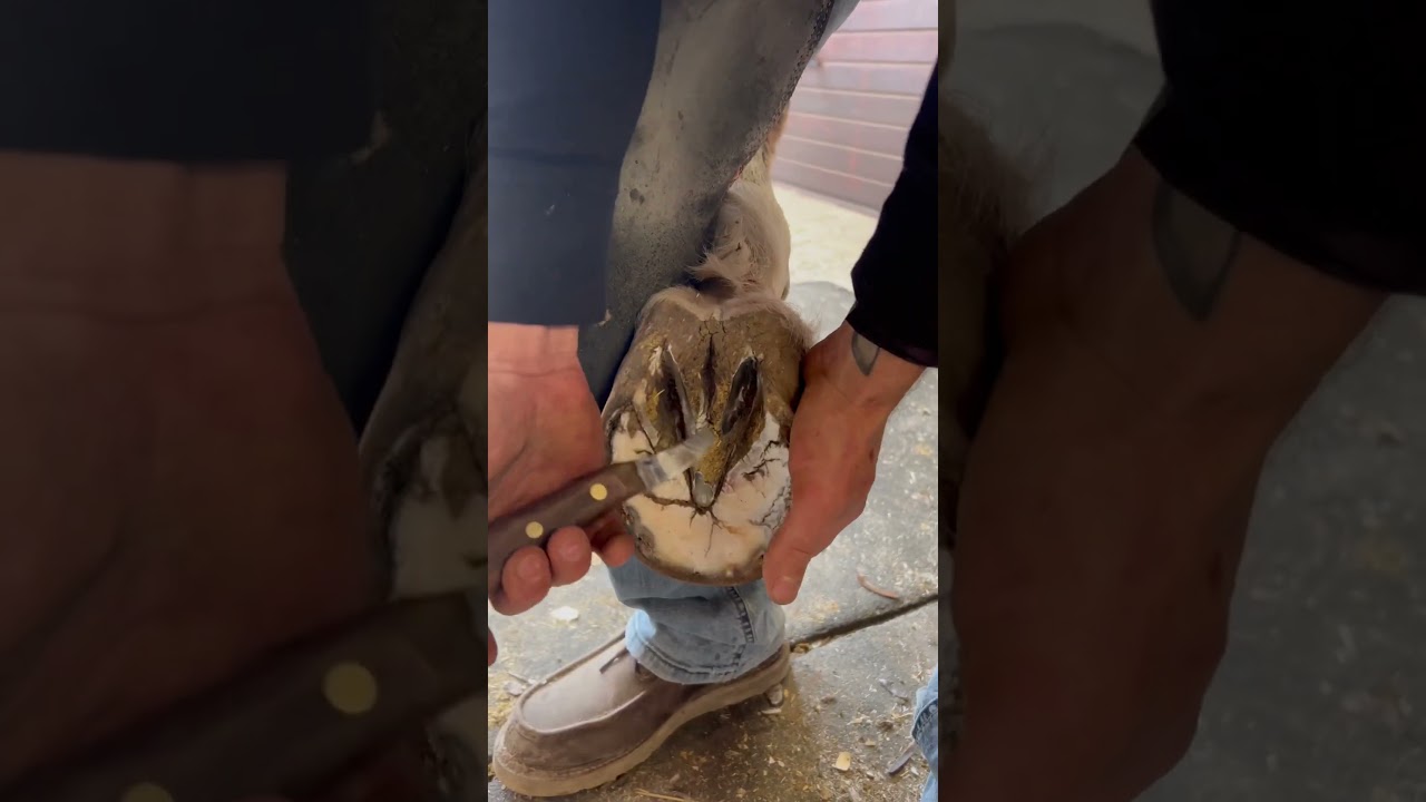 Horse hoof frog trim: Maupin Farrier Co