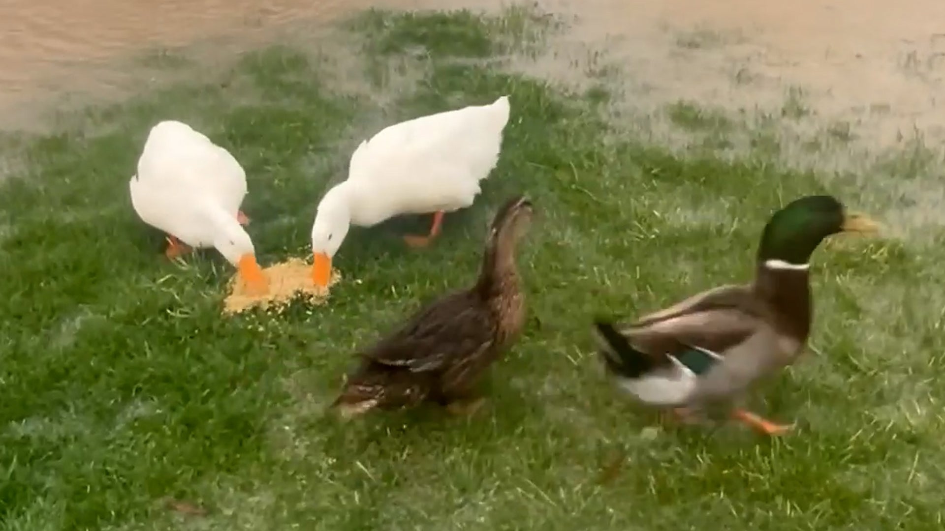 Michigan flooding turns duck feeding time soggy