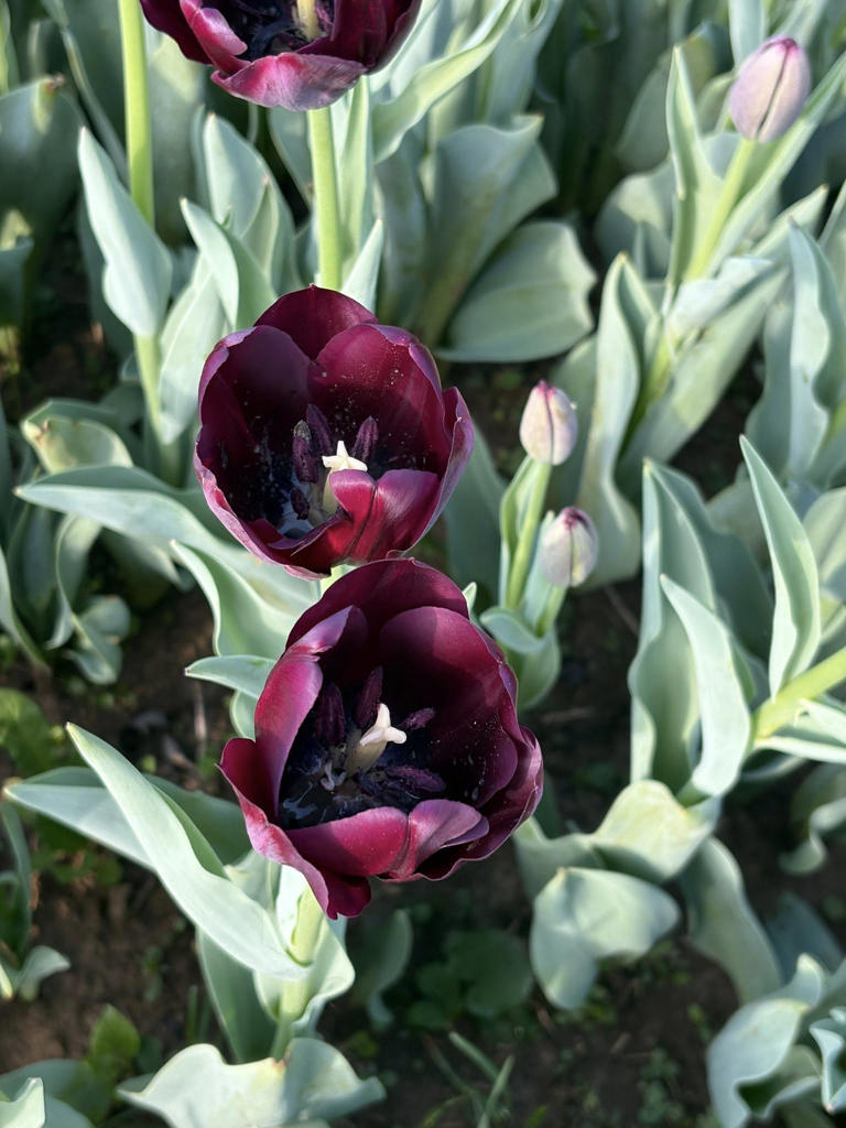 Free and open to all: Kat Von D’s black tulip field returns with 15,000 ...