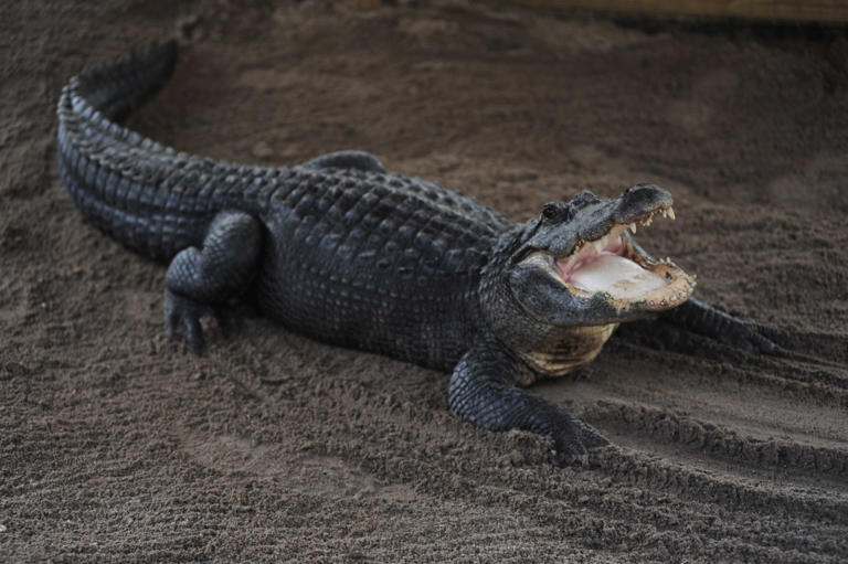 6-foot alligator delays Delta flight taking off from Georgia airport