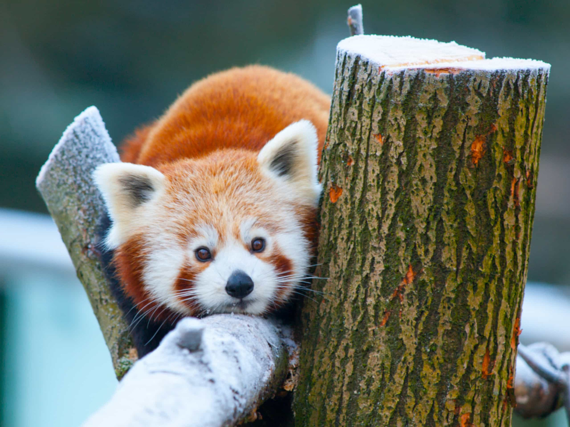 Meet the world's most beautiful nocturnal creatures