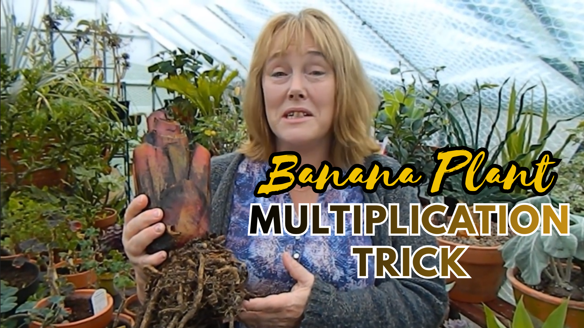 Ensete ventricosum: Creating hundreds of banana babies