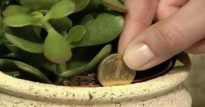 Discover the money-magnet plant: Crassula for prosperity