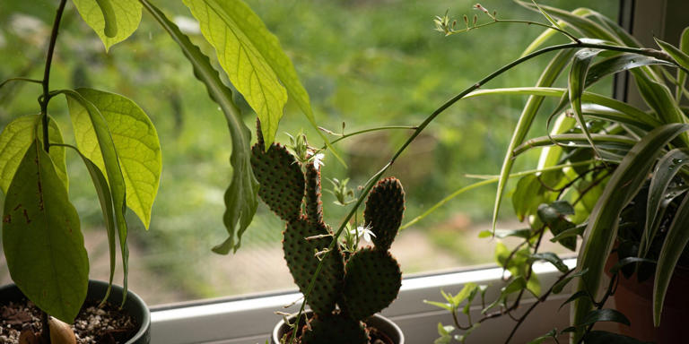 The best plants for every type of windowsill