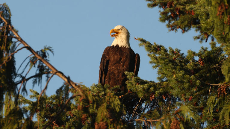 National parks where you're most likely to see a bald eagle