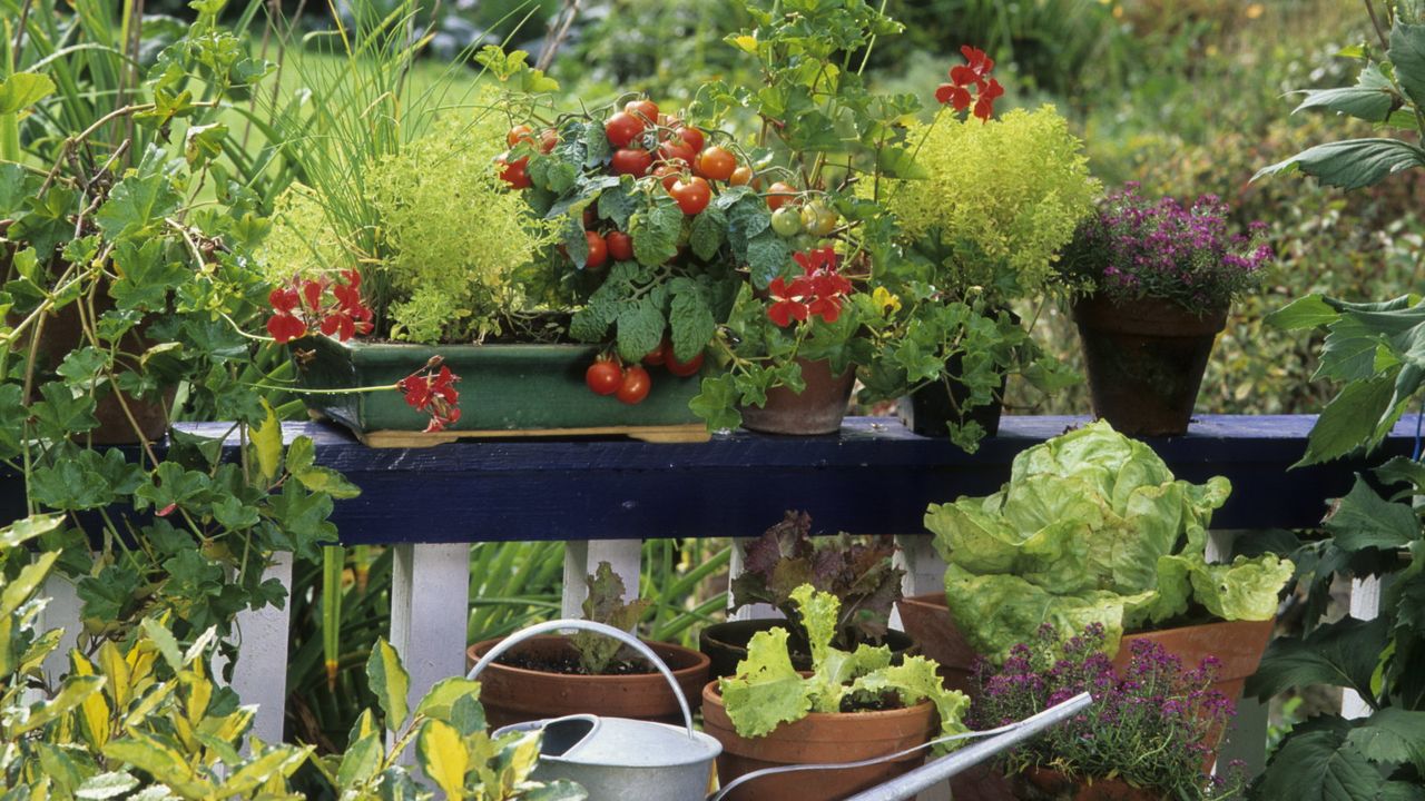 Aldi's Belavi plant stand is the cottagecore addition that every yard ...