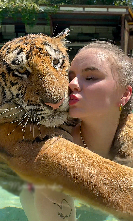 I have a pet tiger