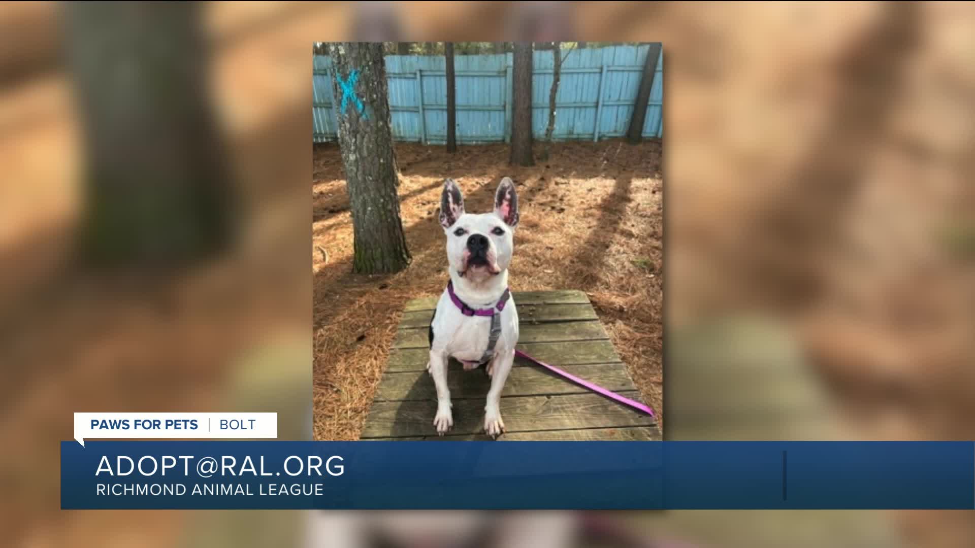 Paws for pets: Bolt, a goofy, high energy pup who loves to snuggle