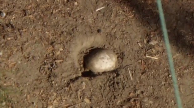 California family on Easter egg hunt finds human remains in Long Beach ...