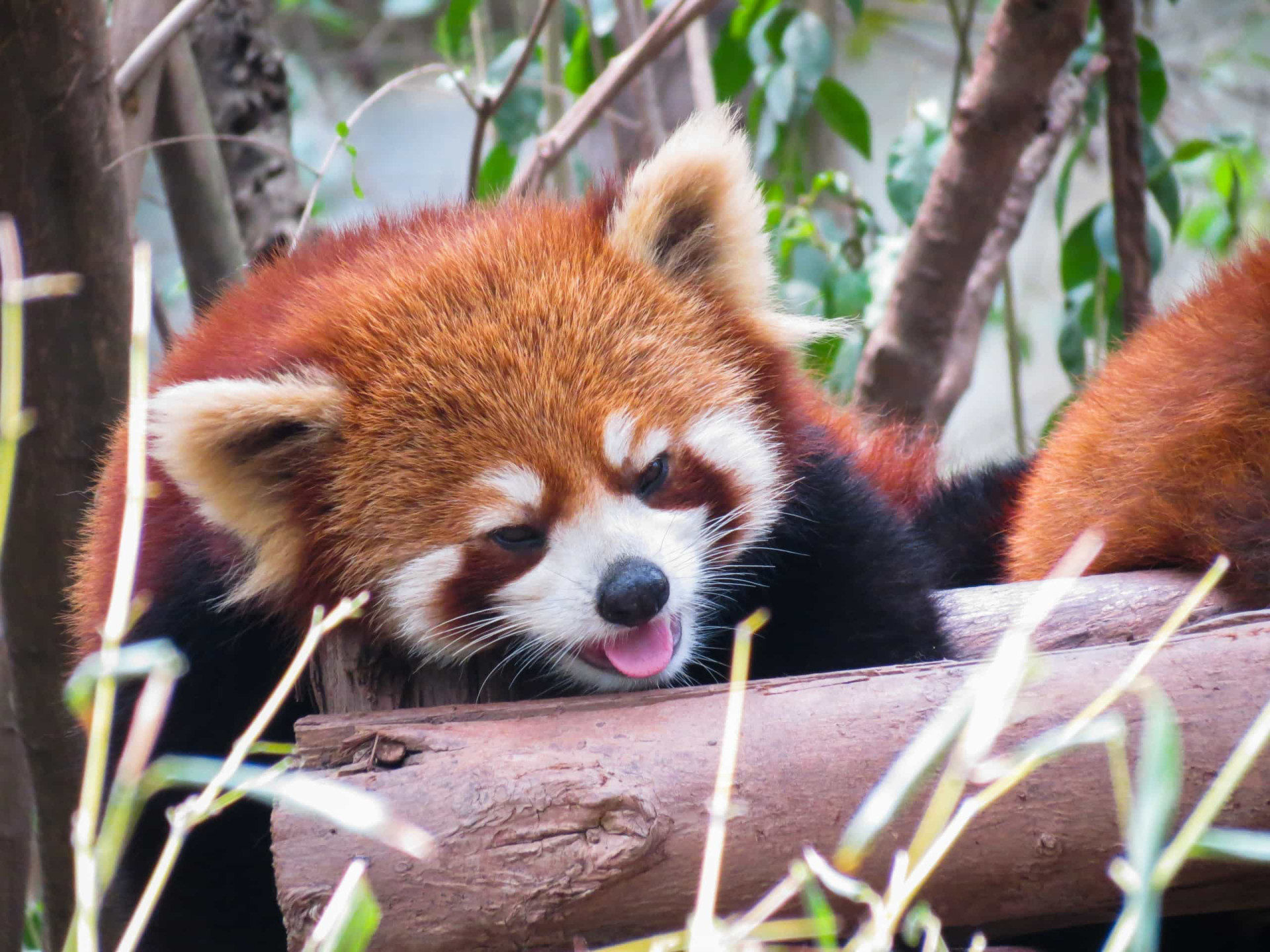 Meet the world's most beautiful nocturnal creatures