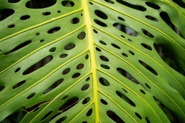 The best plants for every type of windowsill