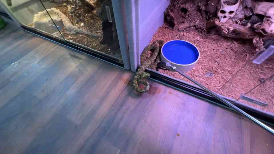 A split-second from disaster during a king cobra feeding