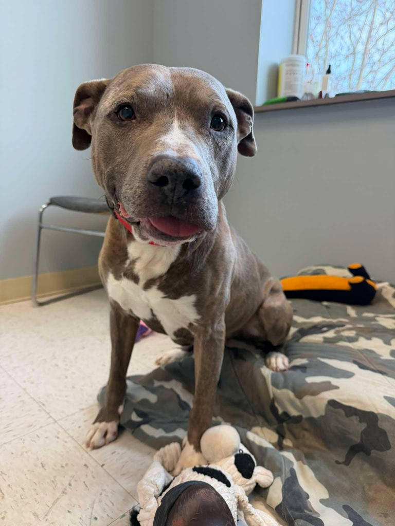 What kind of scratcher toy is best for my kitten?