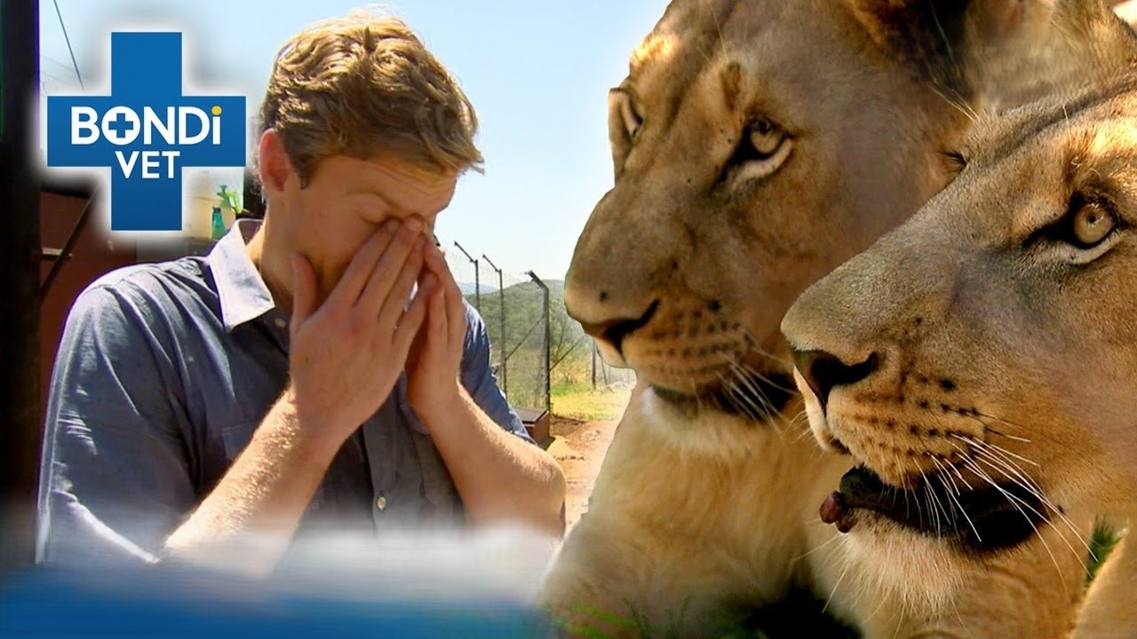 Inches from a lion’s teeth - he had to keep his hands steady