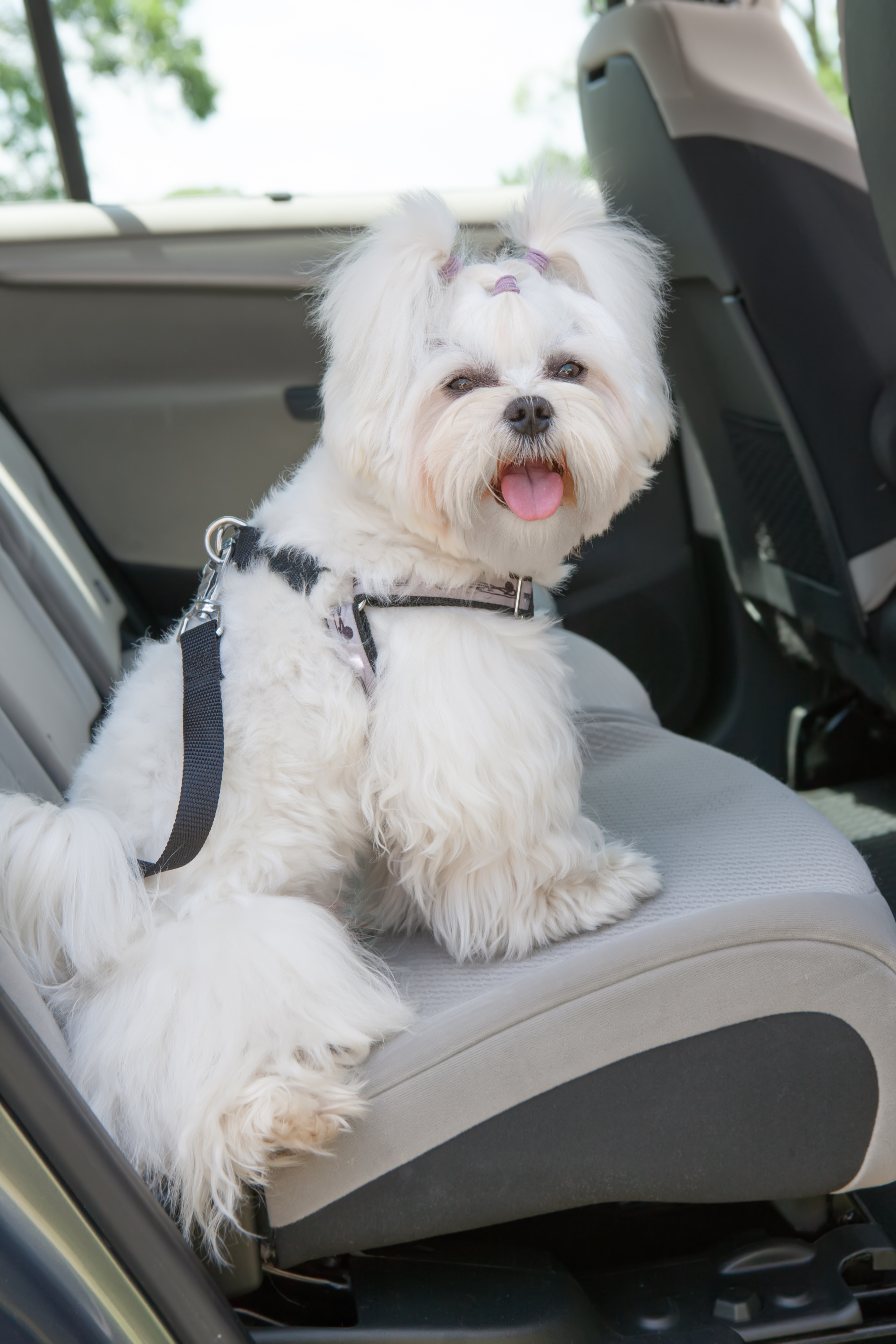 How to keep your dog from getting carsick