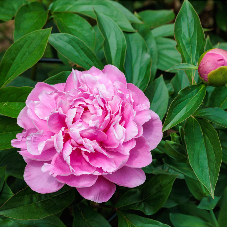 What to do with peonies in April – key tasks to guarantee glorious ...