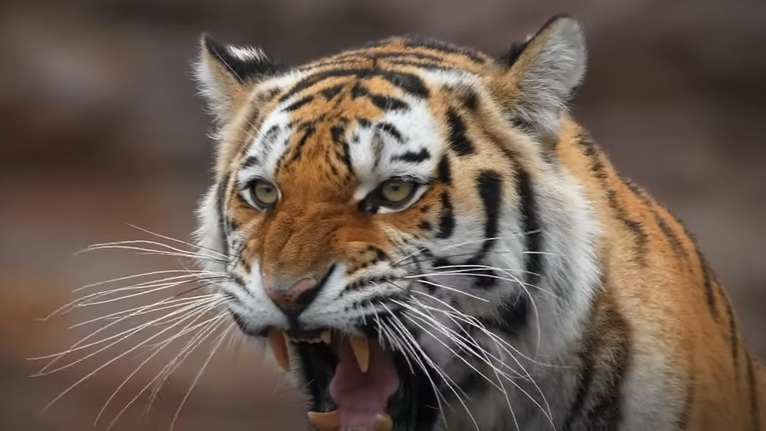 300 kg, un solo morso - la tigre che uccide in pochi secondi